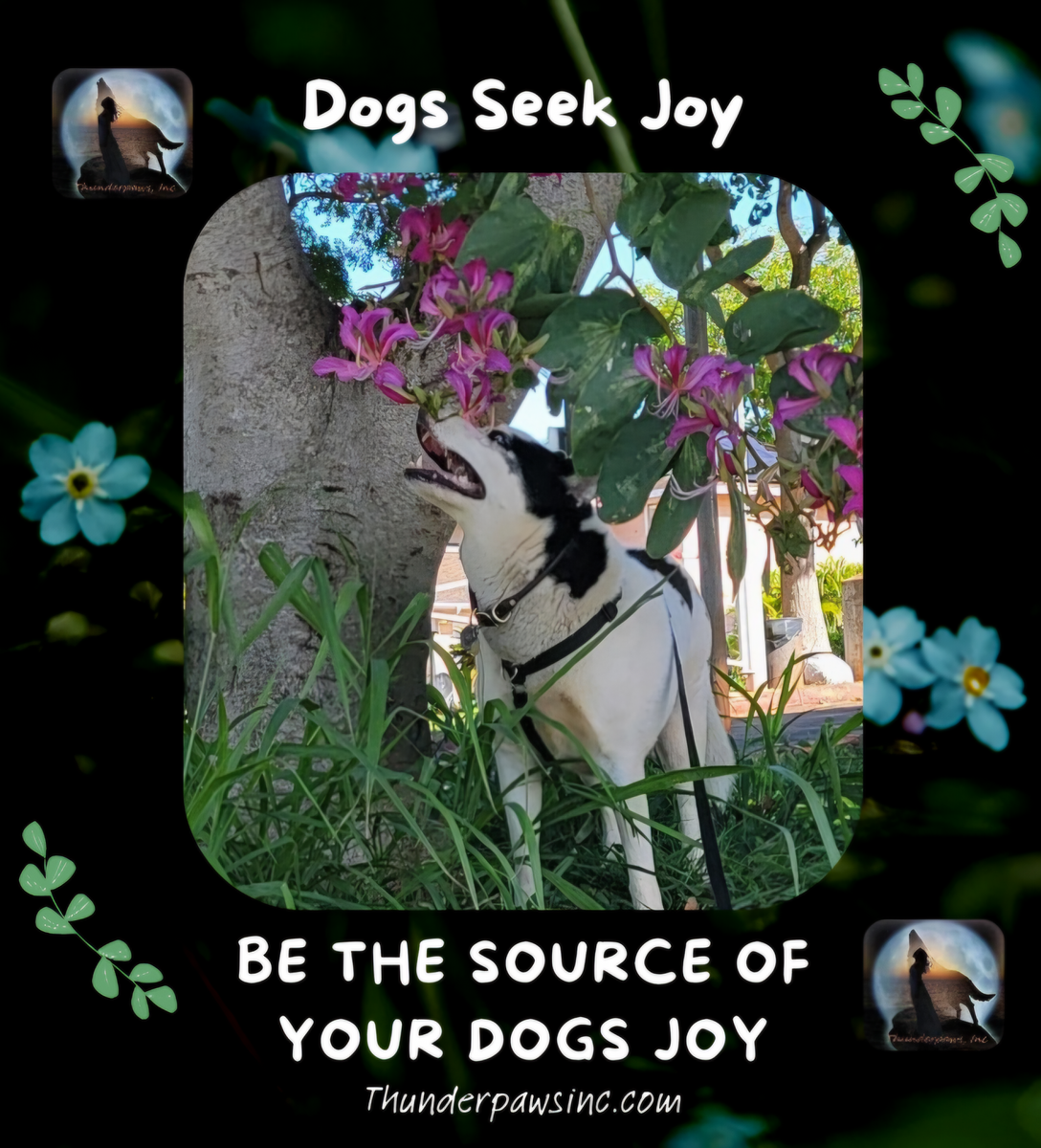 Power Walk? Tips for Walking a Big, Strong, Enthusiastic Dog ...