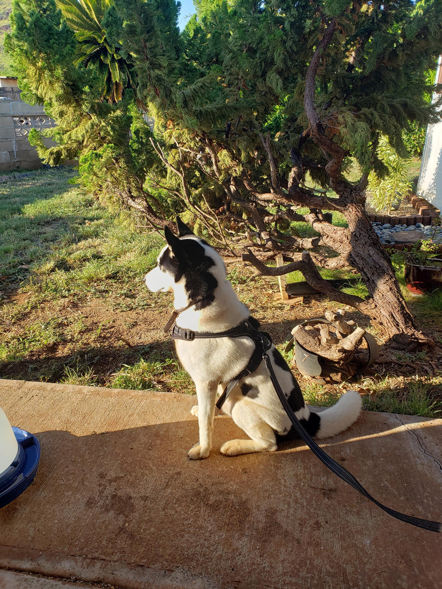 Episode 10, Stuff happens...| Thunderpaws Inc