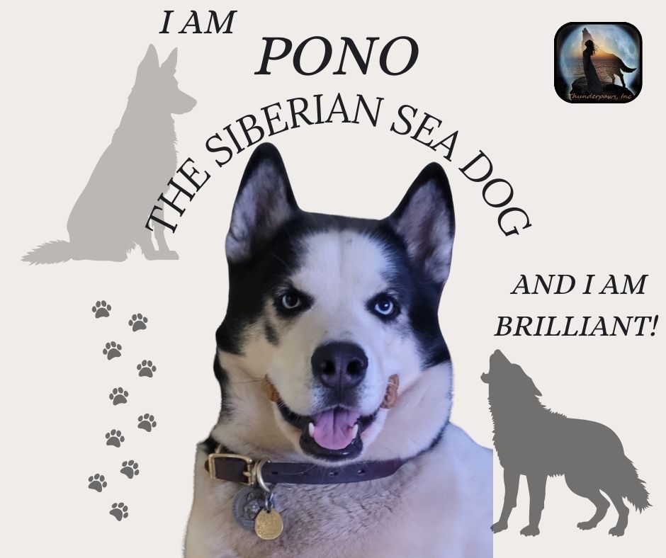 What you see is what you get!| Thunderpaws Inc