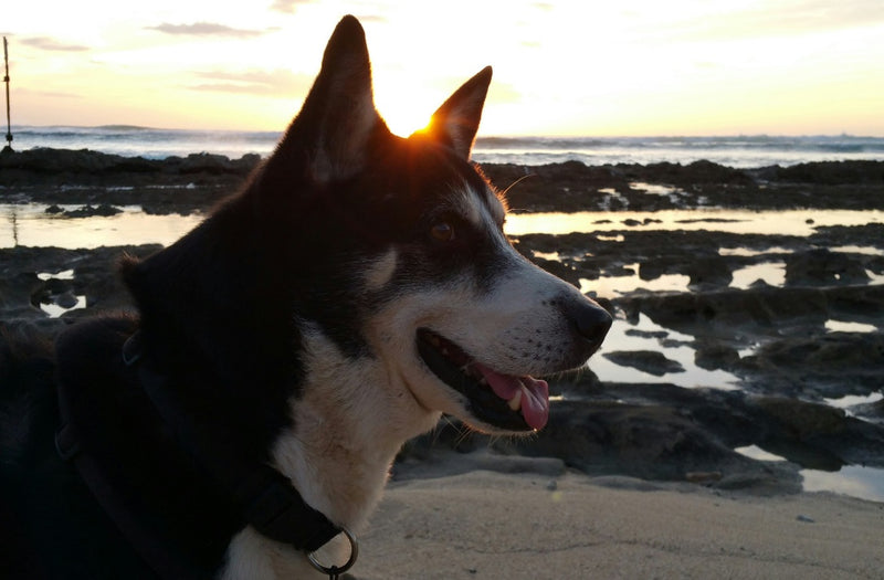 Thunderpaws Inc | Thunderpawsinc | Collars and Harnesses for Dogs ...